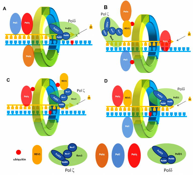 Translesion Synthesis | Hadden Research Lab